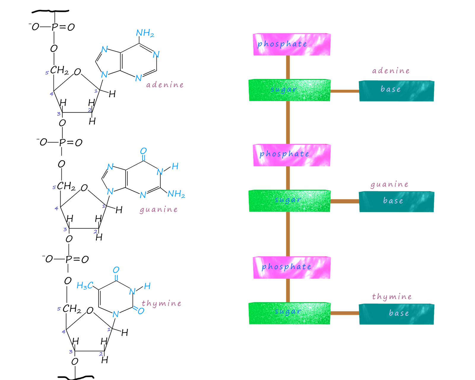 Structure of DNA